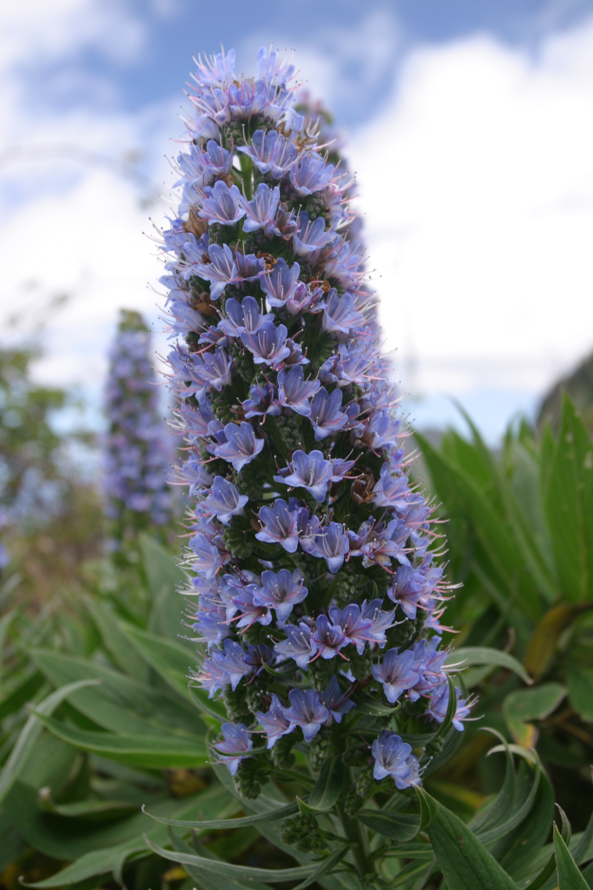 Zona de conservación critica para la flora | Reserva de la Biosfera de ...